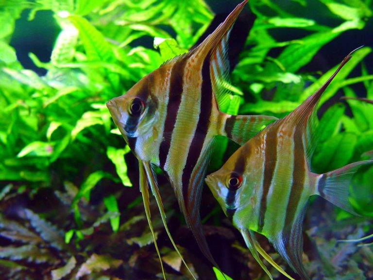 Piscicultura Ornamental – GIA – Grupo Integrado de Aquicultura e ...