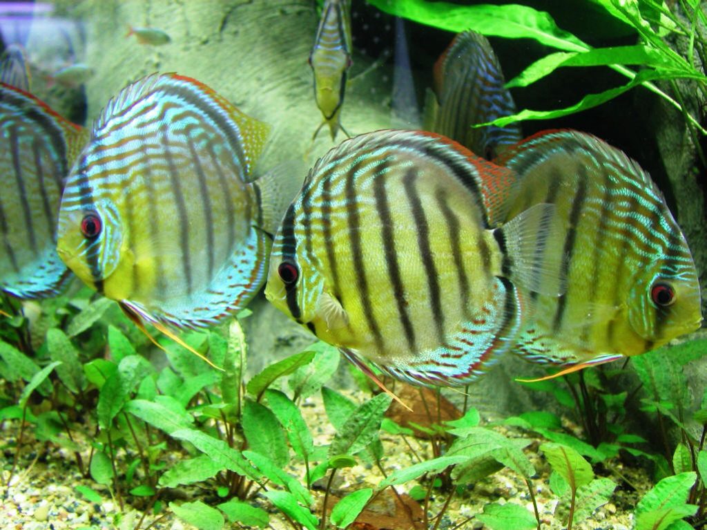 Piscicultura Ornamental – GIA – Grupo Integrado de Aquicultura e ...